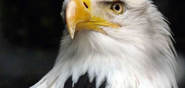 Wie viele Jahre lebt der Adler - Add Wiki